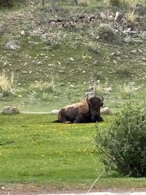Bison or Boulder? - Flavors of the Day